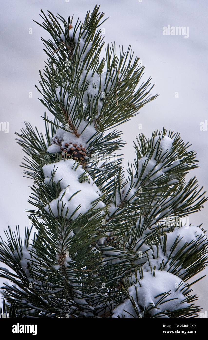 Conifer bushes hi-res stock photography and images - Alamy