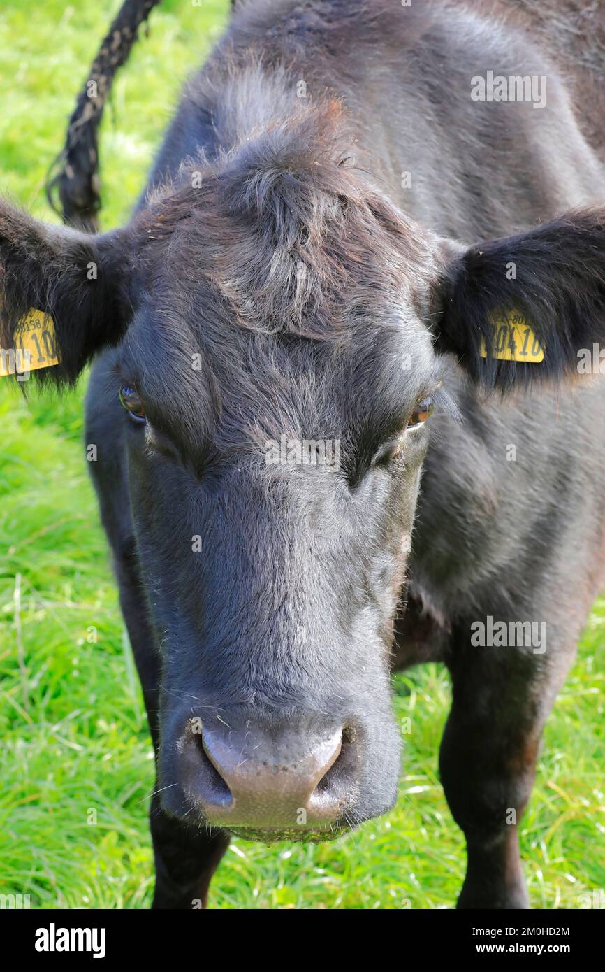 Aberdeen angus cow ireland hi-res stock photography and images - Alamy