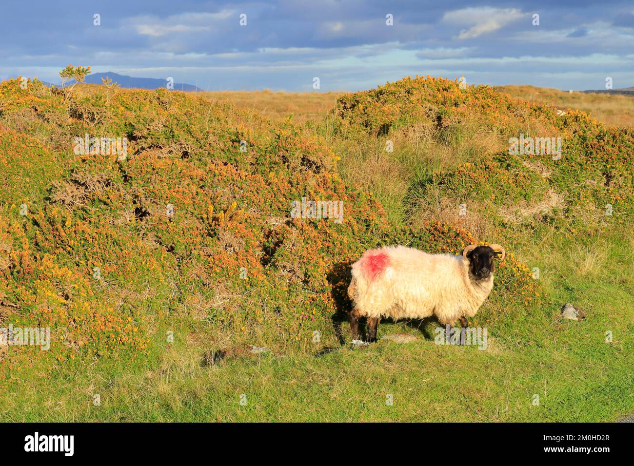 Ireland, Connacht province, Connemara, County Galway, sheep (Scottish ...