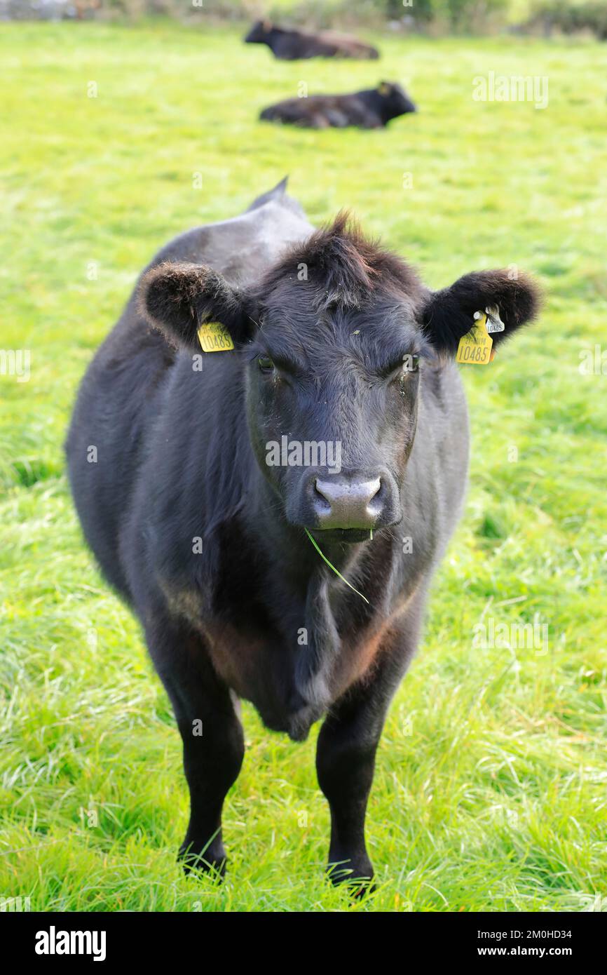 Ireland, Leinster province, County Westmeath, Glasson, Lough Ree, The ...