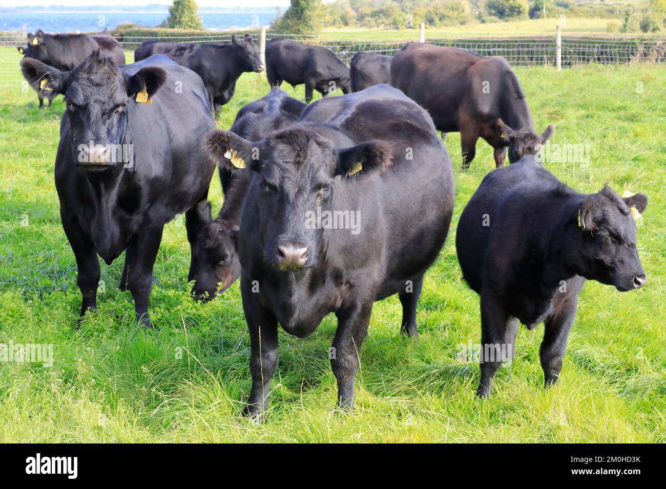Ireland, Leinster province, County Westmeath, Glasson, Lough Ree, The ...