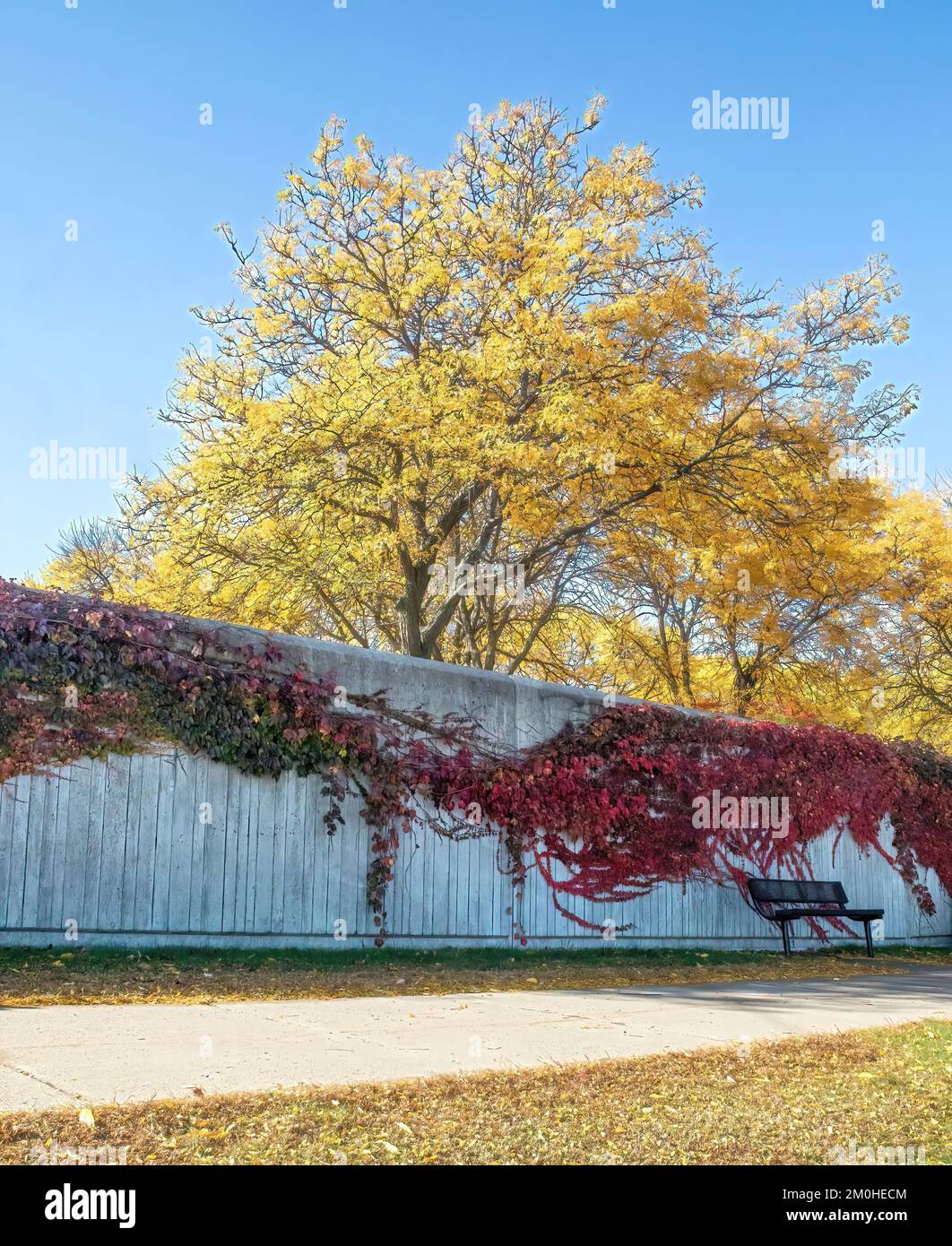 Colorful red vine on the sculpted stone wall of the levee with a bench ...