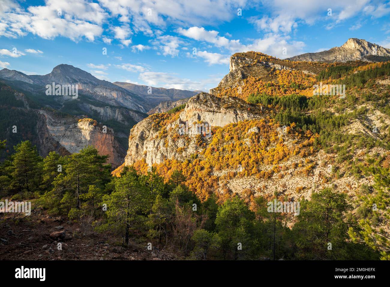 Andy goldsworthy tree hi-res stock photography and images - Alamy