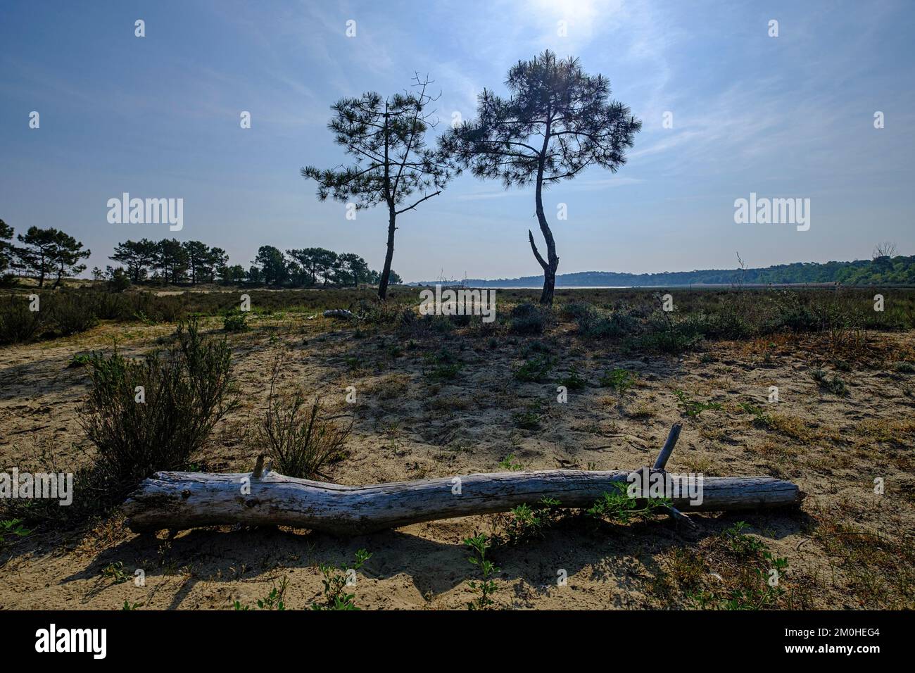 France, Charente Maritime, island of Oleron, The Galon d'Or beach Stock ...