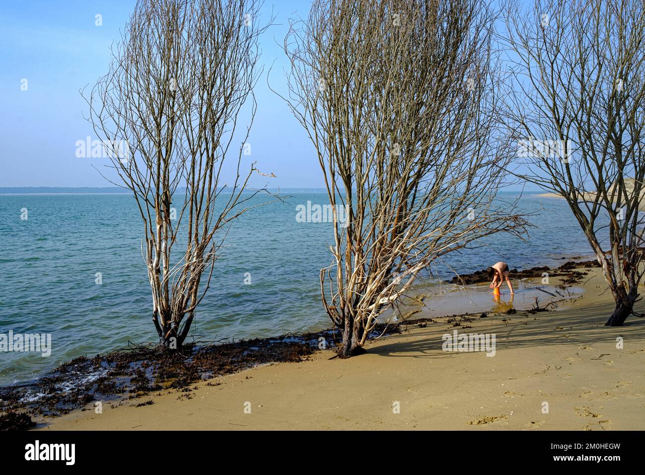 France, Charente Maritime, the Embellie beach, destruction of the ...