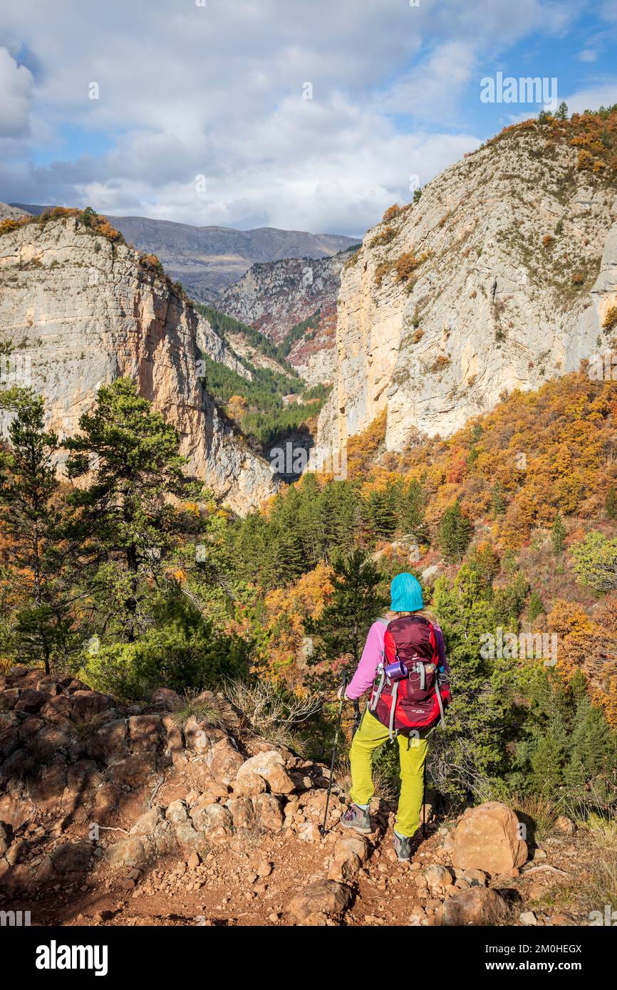 Andy goldsworthy tree hi-res stock photography and images - Alamy