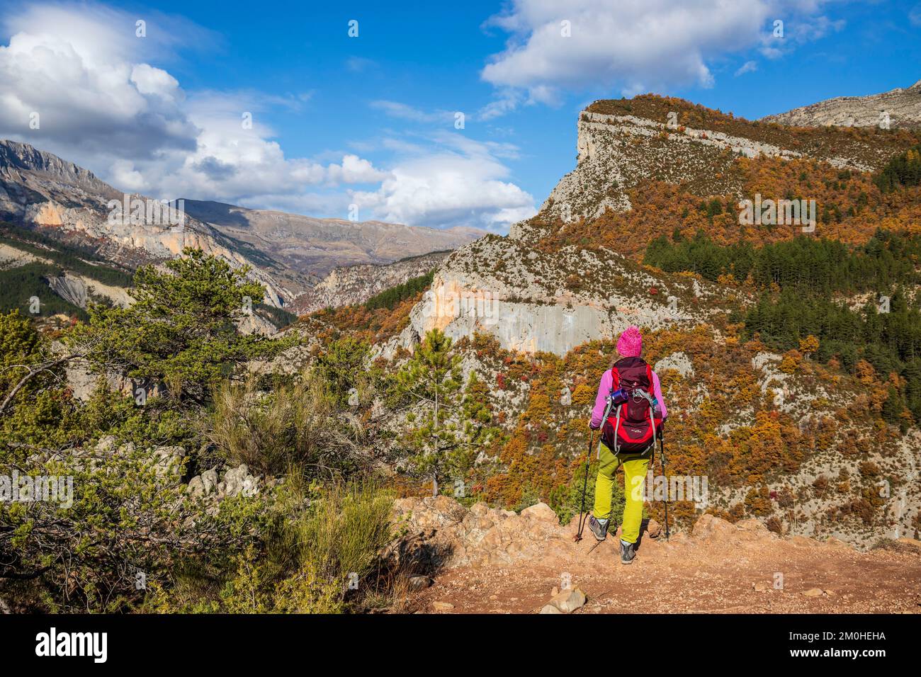 Andy goldsworthy tree hi-res stock photography and images - Alamy
