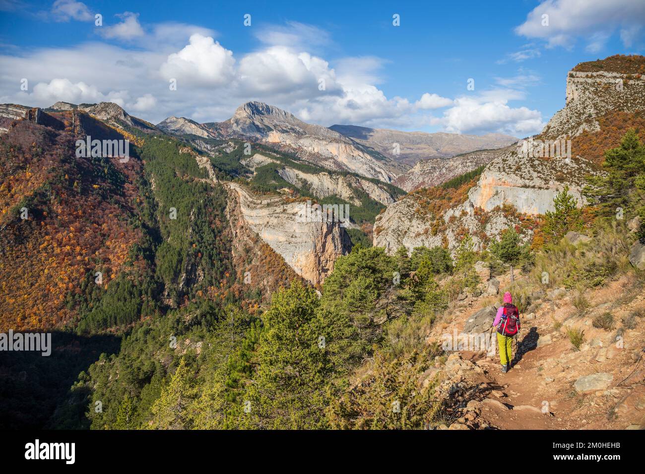 Andy goldsworthy tree hi-res stock photography and images - Alamy