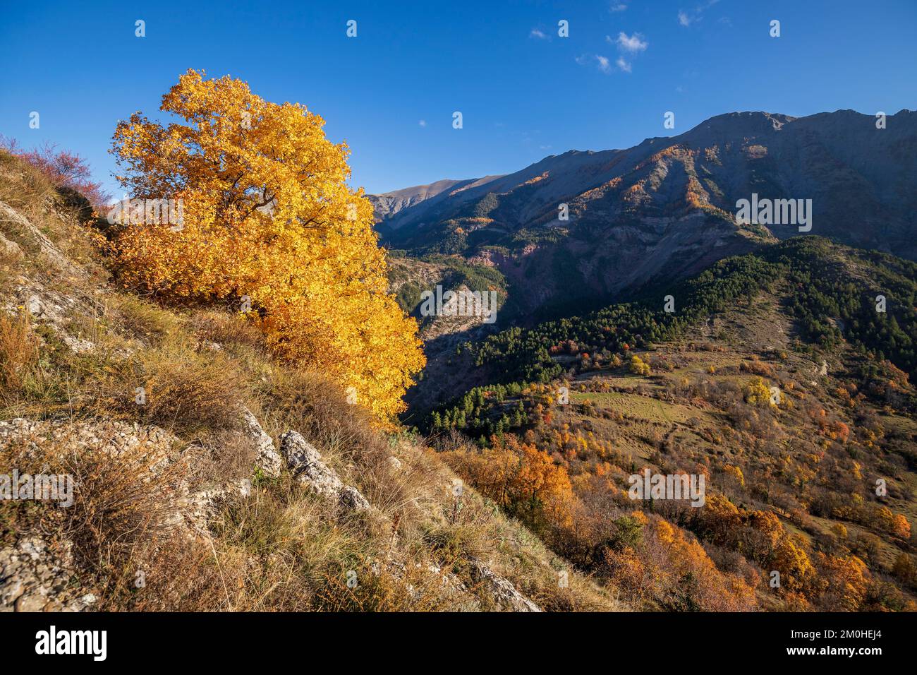 France, Alpes-de-Haute-Provence, Haute-Provence Geopark, La Javie ...