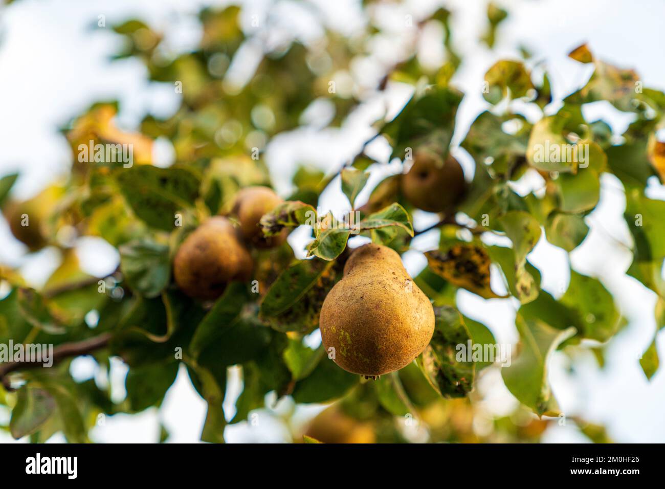 Conference pear tree hi-res stock photography and images - Alamy