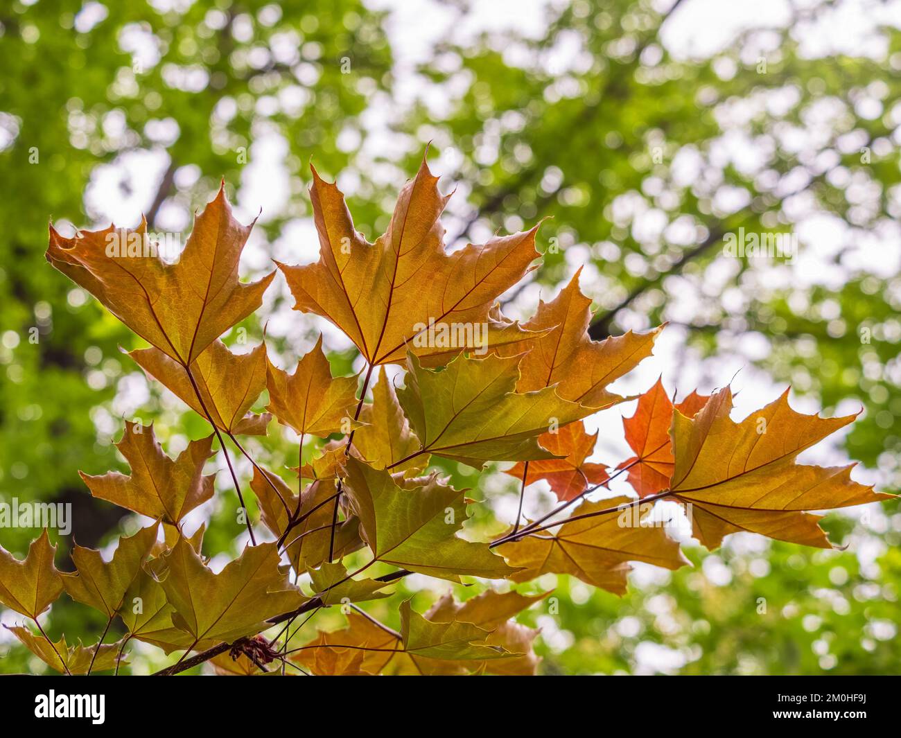 Tree branch with dark red leaves, Acer platanoides, the Norway maple ...