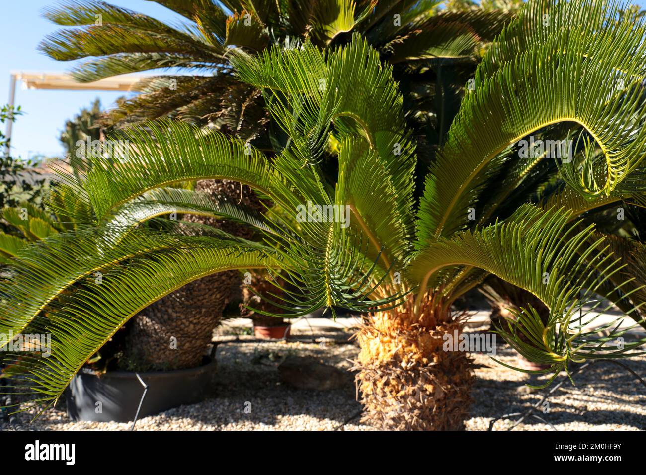 Cycas Revoluta plant under the sun in the garden in Spring Stock Photo ...