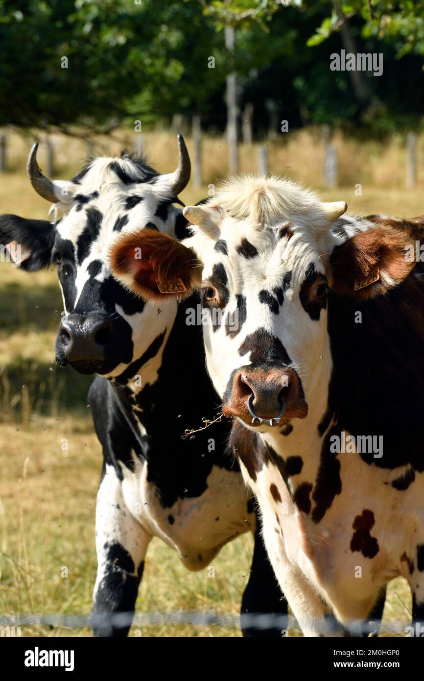France, Orne, village of Domfront, cow of Normande breed Stock Photo ...