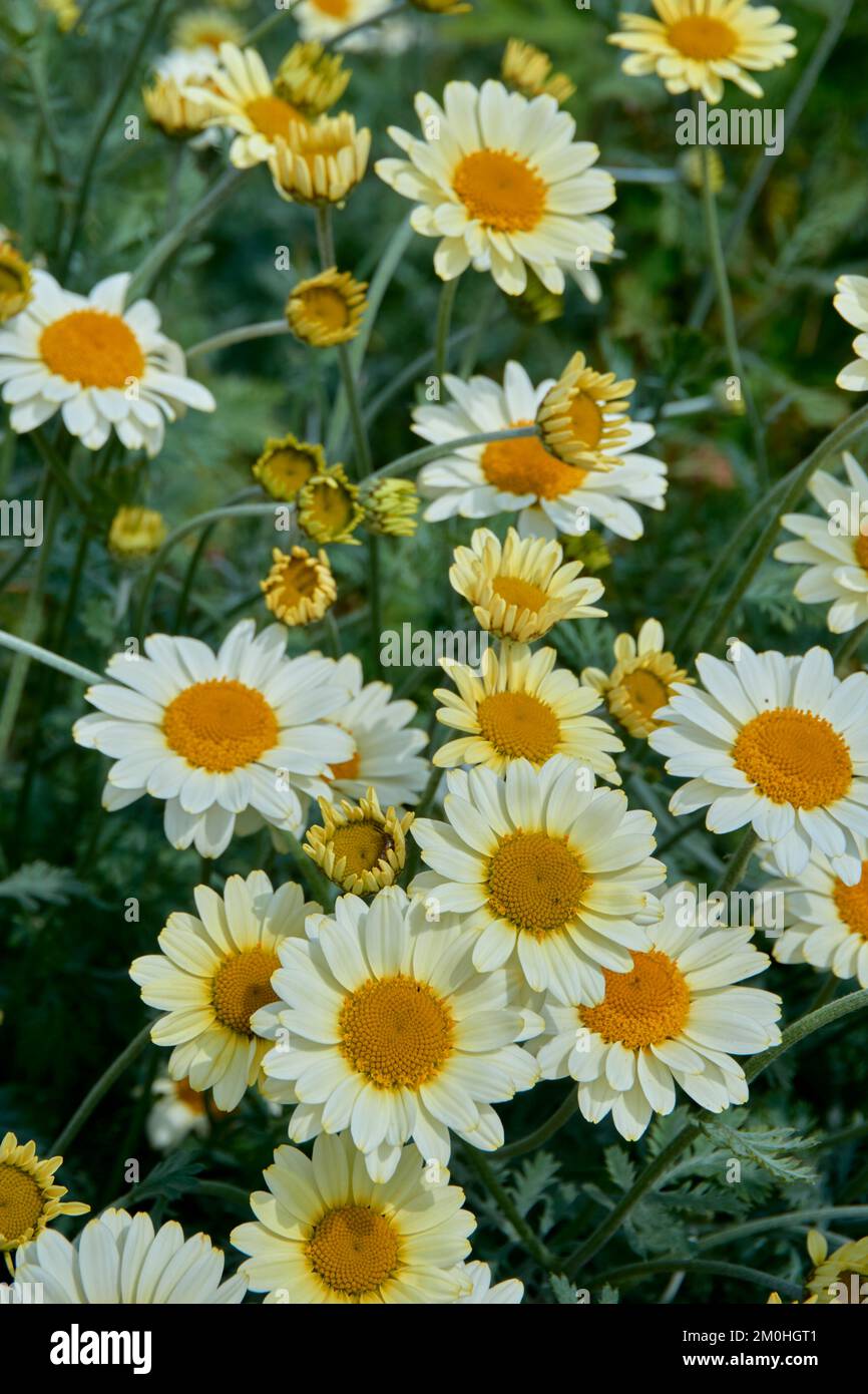 Creamy yellow flowers of garden perennial Anthemis Susanna Mitchell or ...
