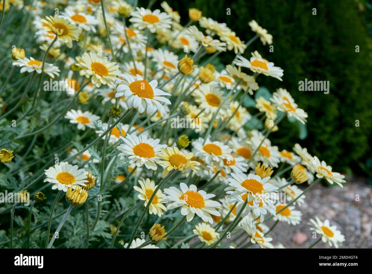 Creamy yellow flowers of garden perennial Anthemis Susanna Mitchell or ...