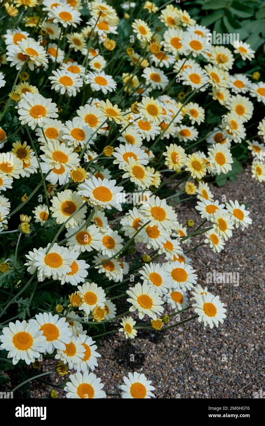 Creamy yellow flowers of garden perennial Anthemis Susanna Mitchell or ...