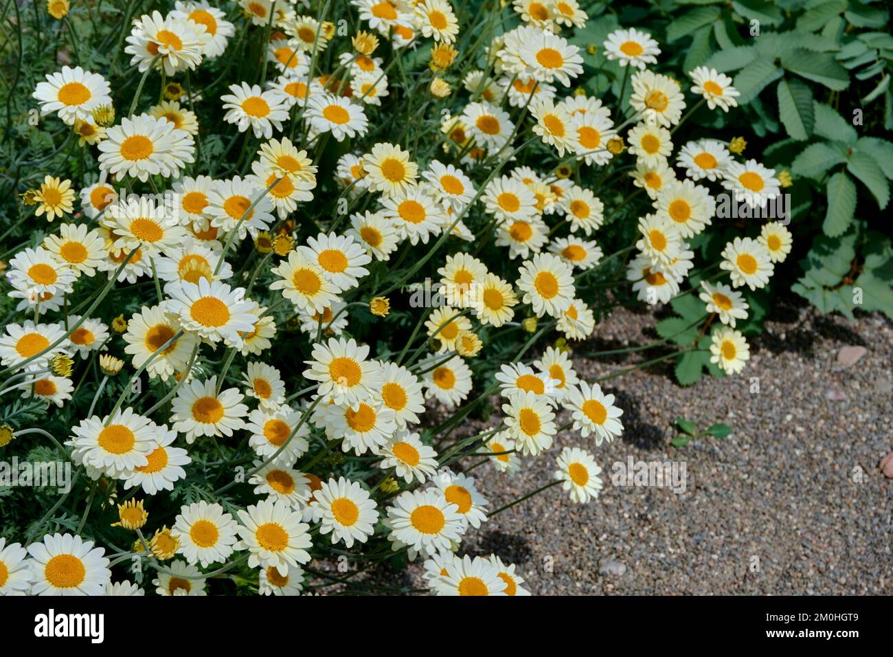Creamy yellow flowers of garden perennial Anthemis Susanna Mitchell or ...