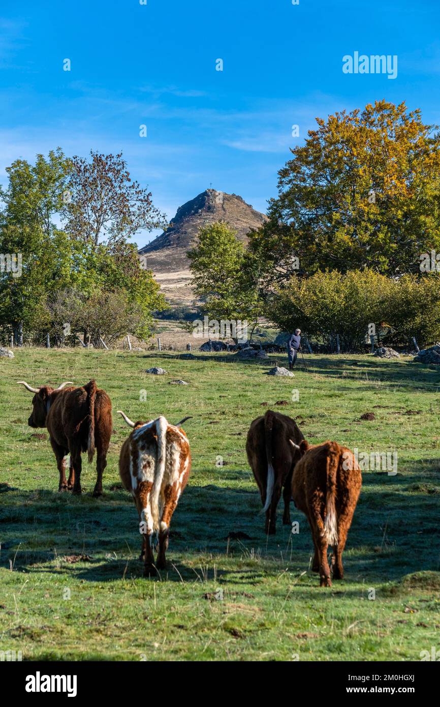 France, Puy de Dome, Chastreix, Le Mont, R?mi Fargeix breeder of Salers ...