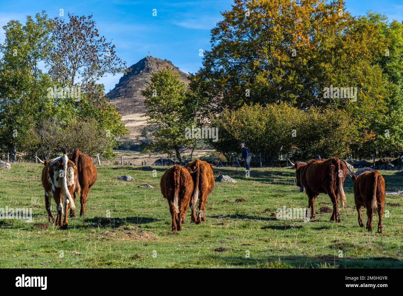 France, Puy de Dome, Chastreix, Le Mont, R?mi Fargeix breeder of Salers ...