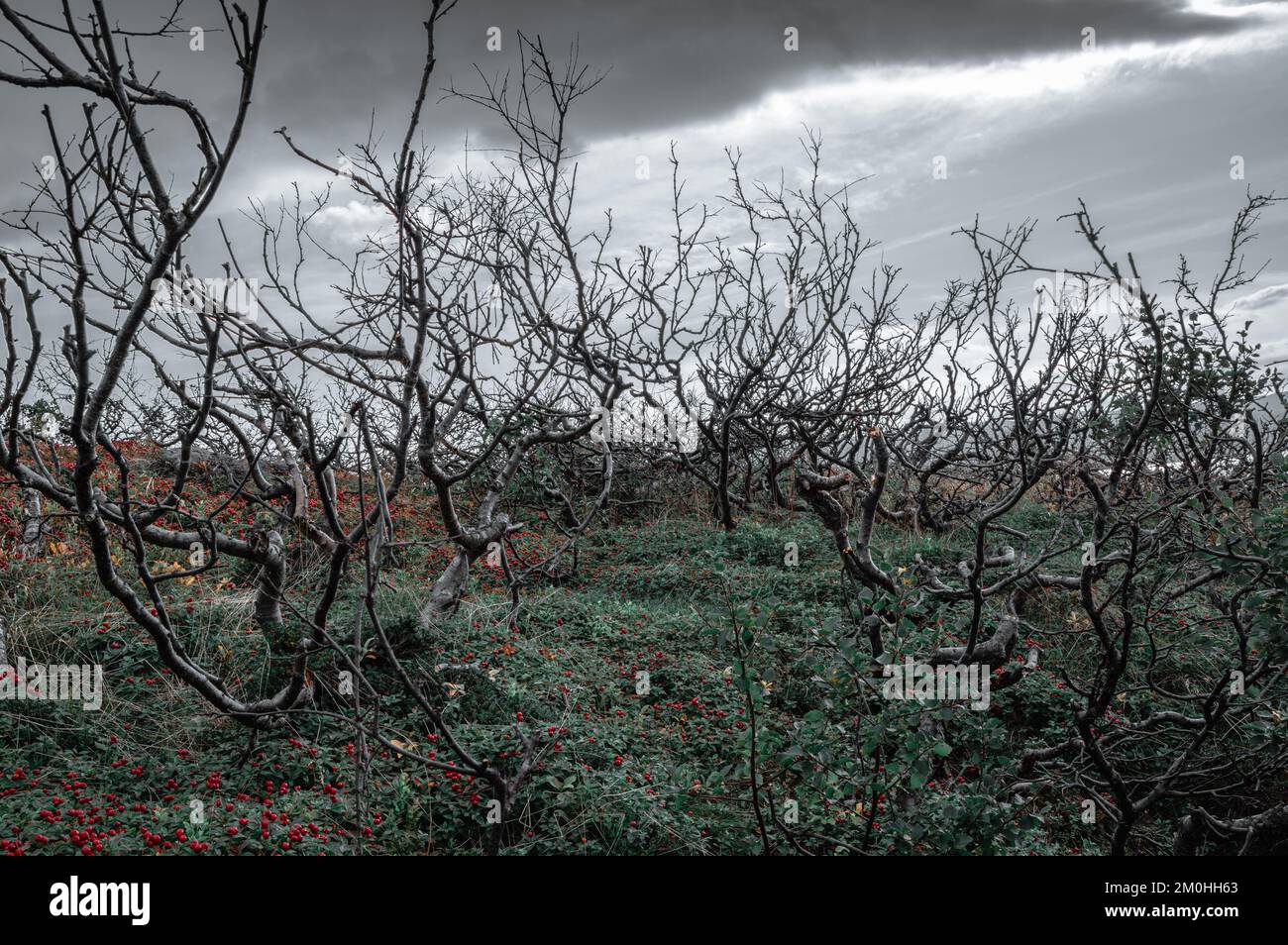 asian steppes leafless shrubs