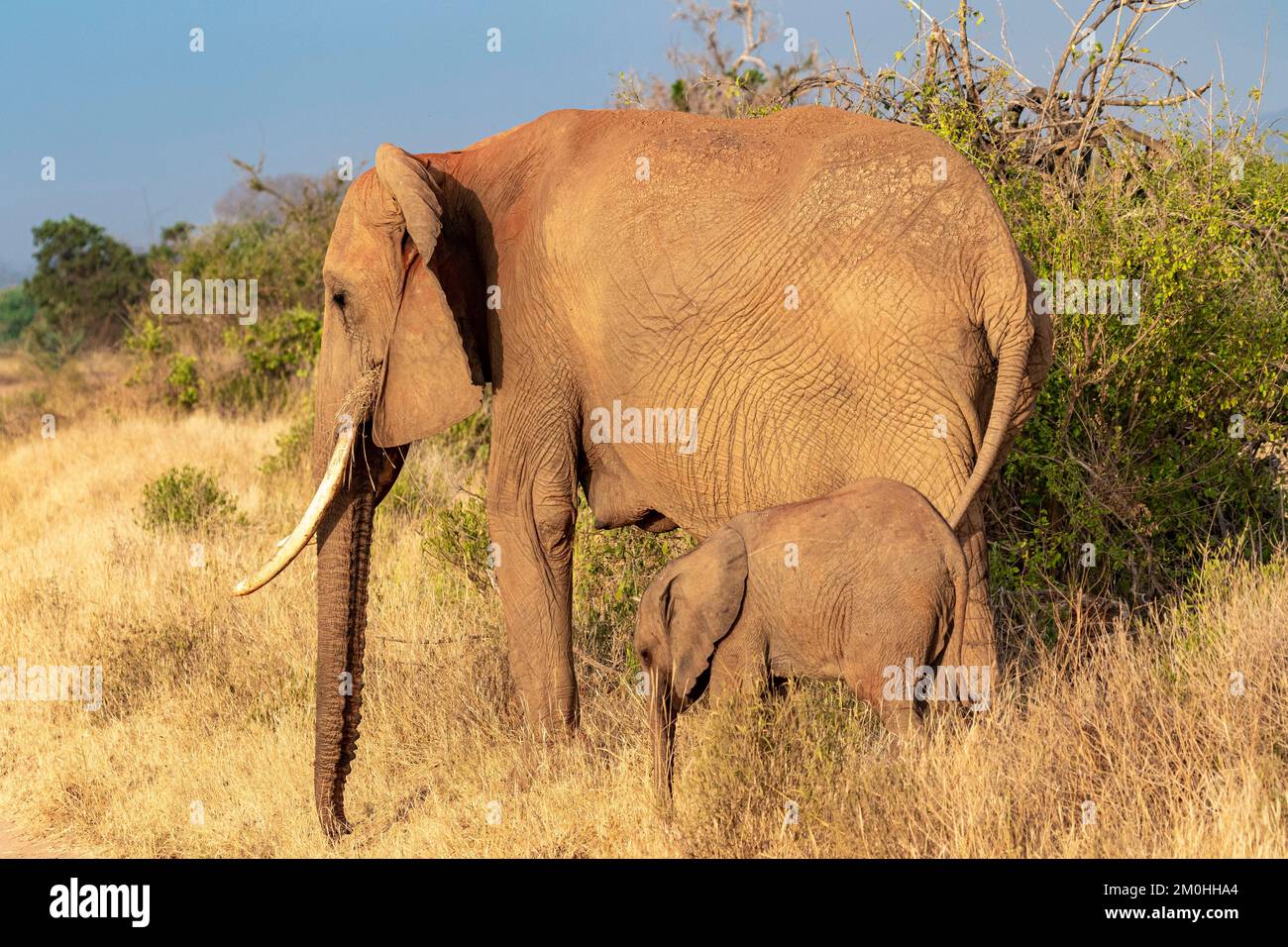 Kenya, Tsavo East National Park, elephant (Loxodonta africana), female ...