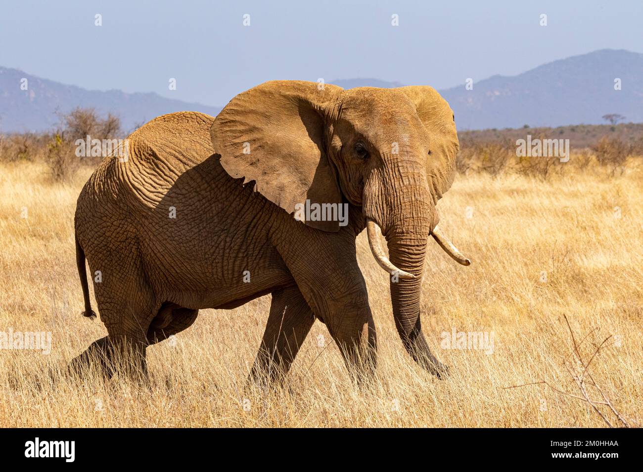 Kenya, Tsavo East National Park, elephant (Loxodonta africana), female ...