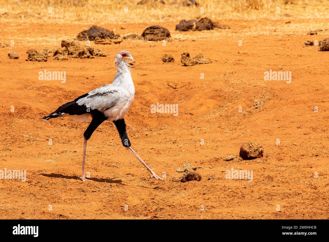 Kenya, Tsavo East National Park, snake snake (Sagittarius serpentarius ...