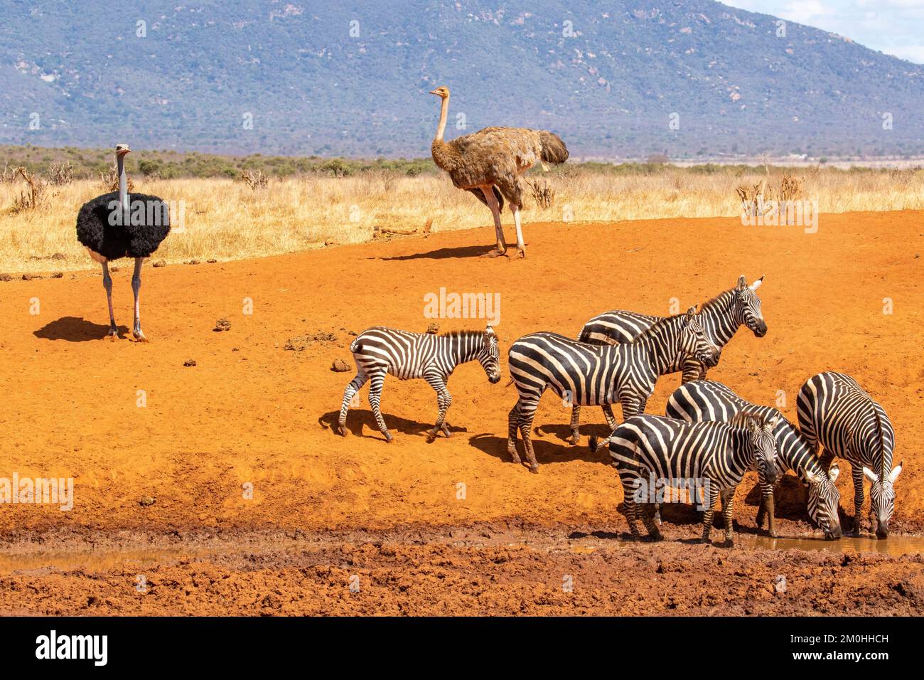 Male and female zebras hi-res stock photography and images - Alamy