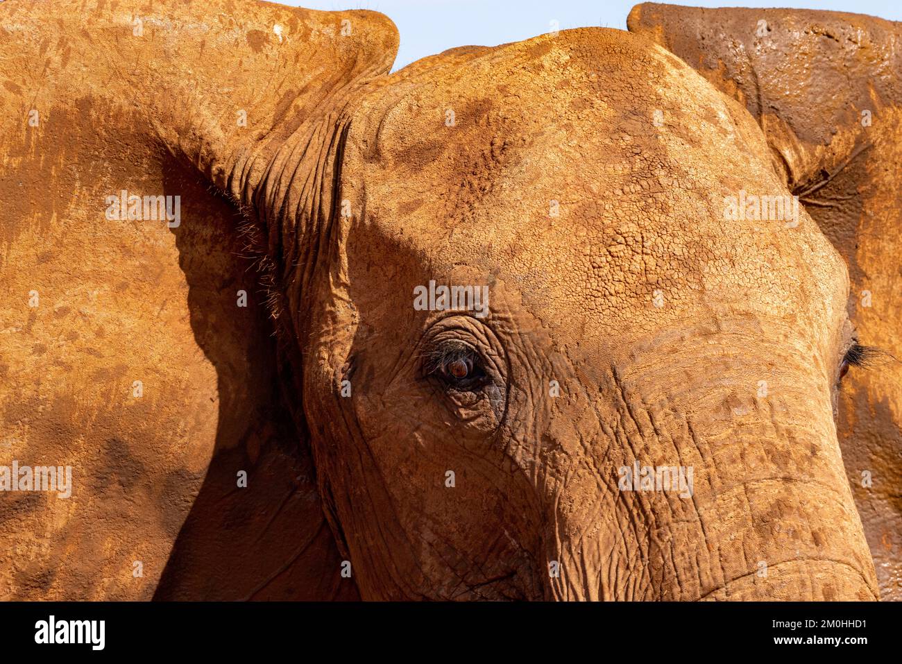 Kenya, Tsavo East National Park, elephant (Loxodonta africana Stock ...