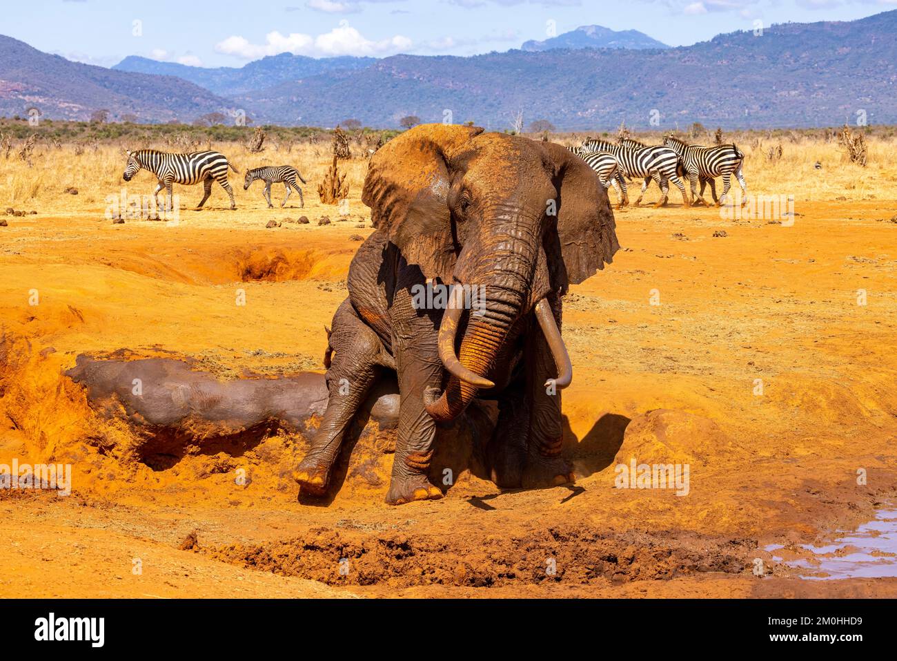 Kenya, Tsavo East National Park, elephant (Loxodonta africana), male ...