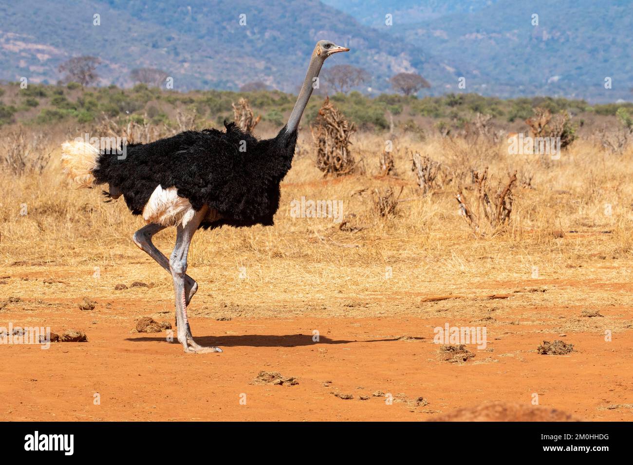 Kenya, Tsavo East National Park, Ostrich (Struthio camelus), male going ...