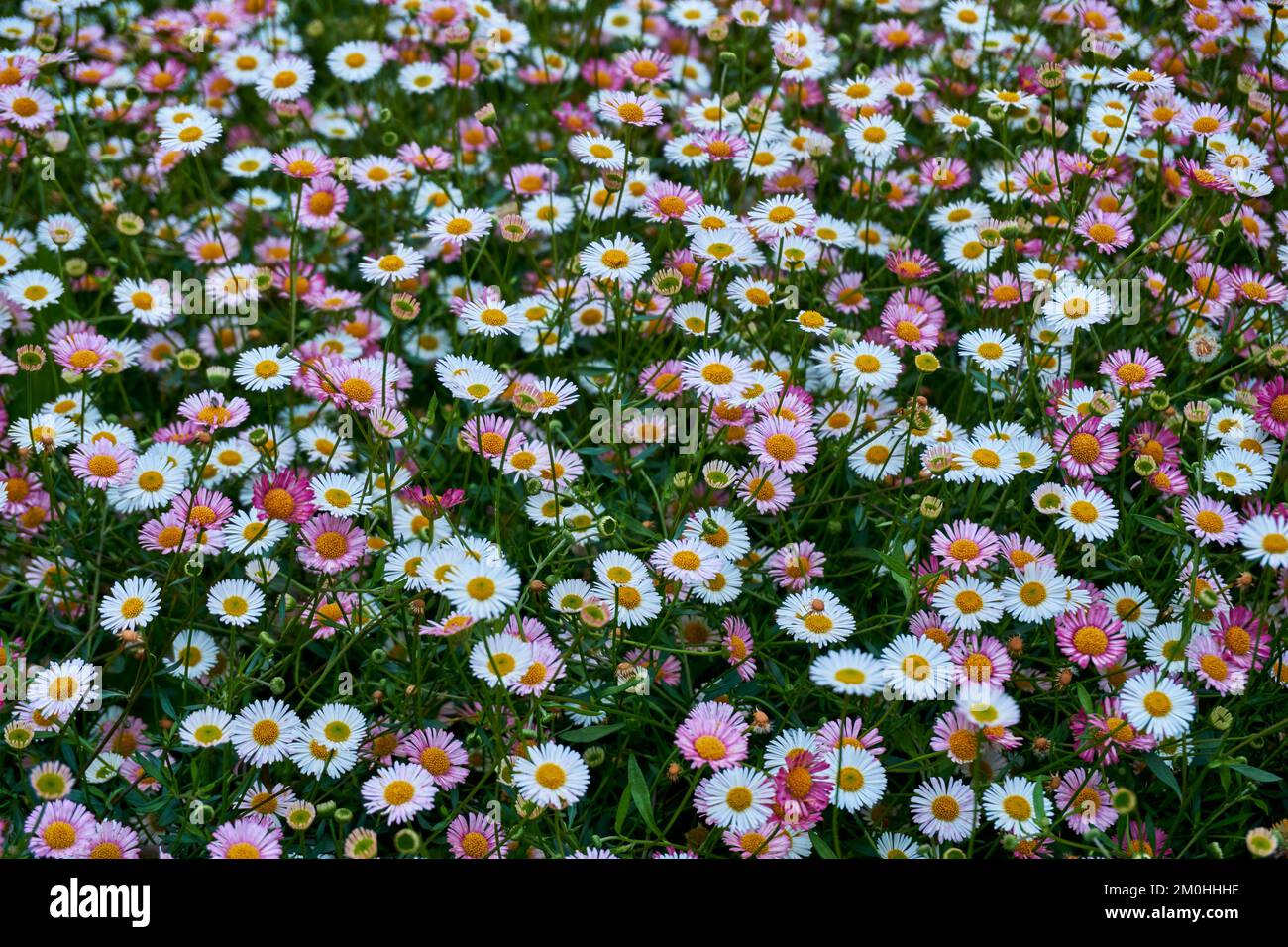Garden plant Erigeron karvinskianus or Mexican Fleabane in flower Stock ...