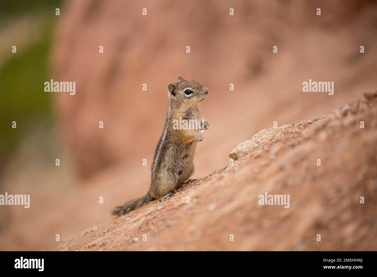 United States, USA, Colorado Plateau, Utah, Bryce Canyon, national park ...