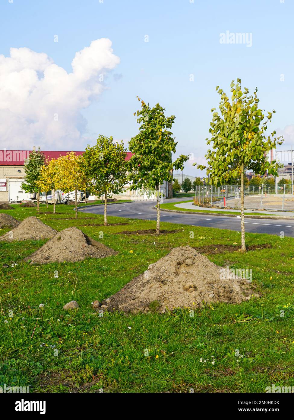 Planting of new trees in the improvement of the surrounding environment ...