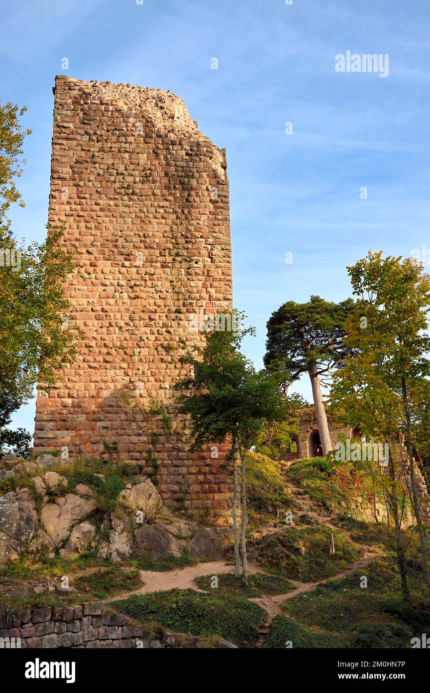 France, Bas Rhin, Heiligenstein, 13th century Landsberg castle, the ...