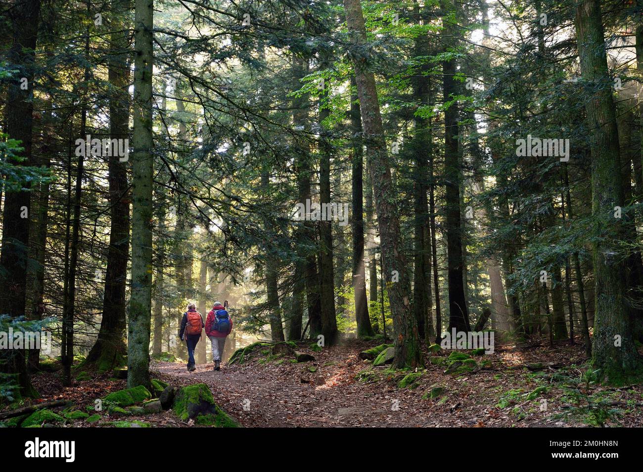 France, Bas Rhin, Mont Saint Odile, hiking the chemins des Chateaux ...