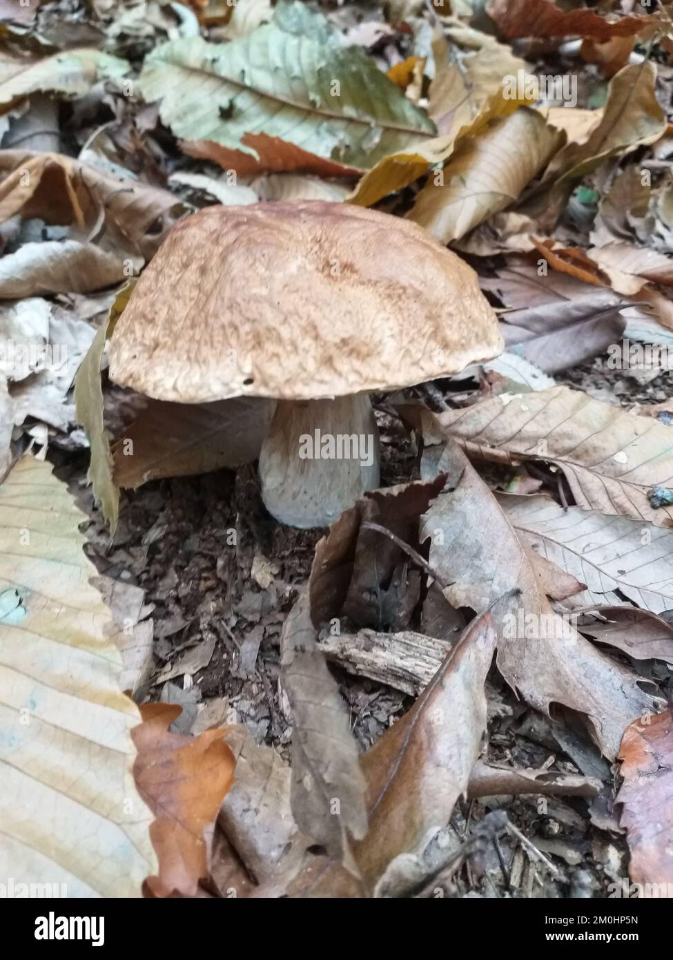 Splendid specimen of "Porcino" mushroom. Scientific name Boletus Edulis ...