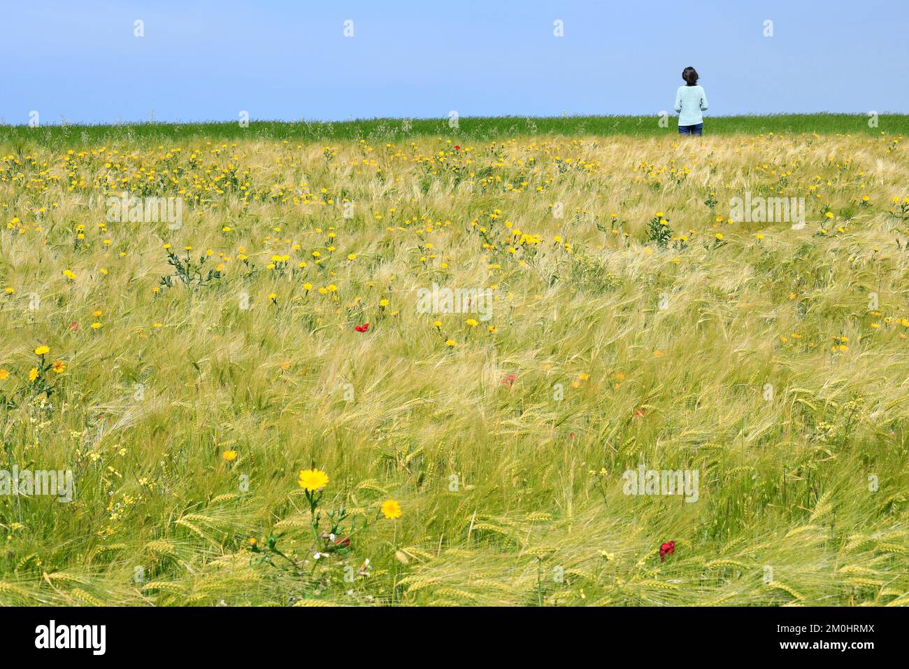 France, Pas de Calais, Cote d'Opale (Opal Coast), Grand Site of Two ...