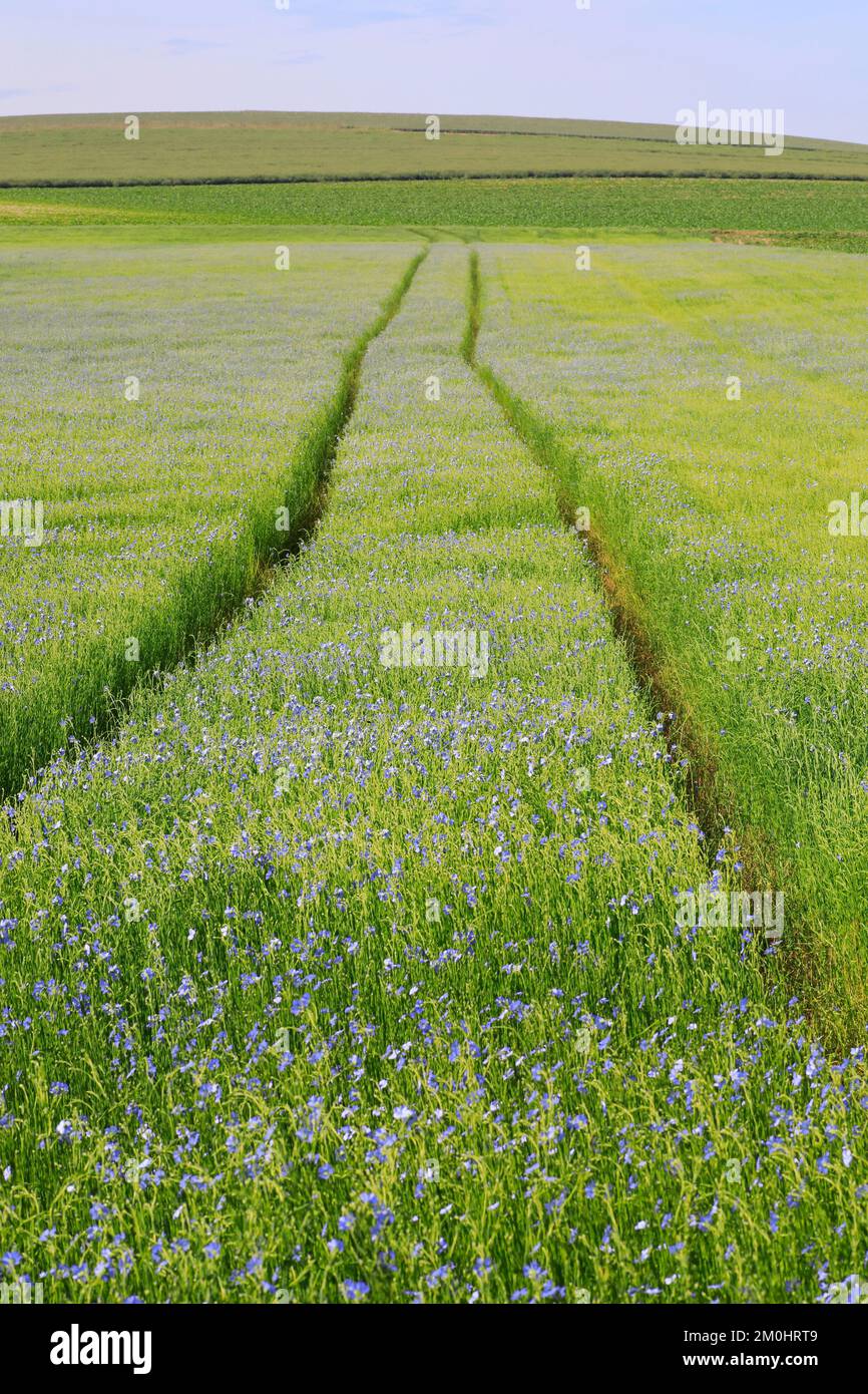 France, Pas de Calais, Cote d'Opale (Opal Coast), Escalles, Grand Site ...