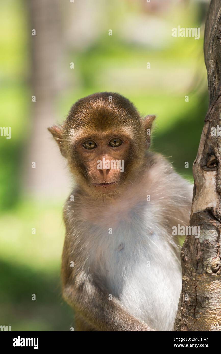 Portrait of a Baby Rhesus macaque monkey (Macaca mulatta Stock Photo ...