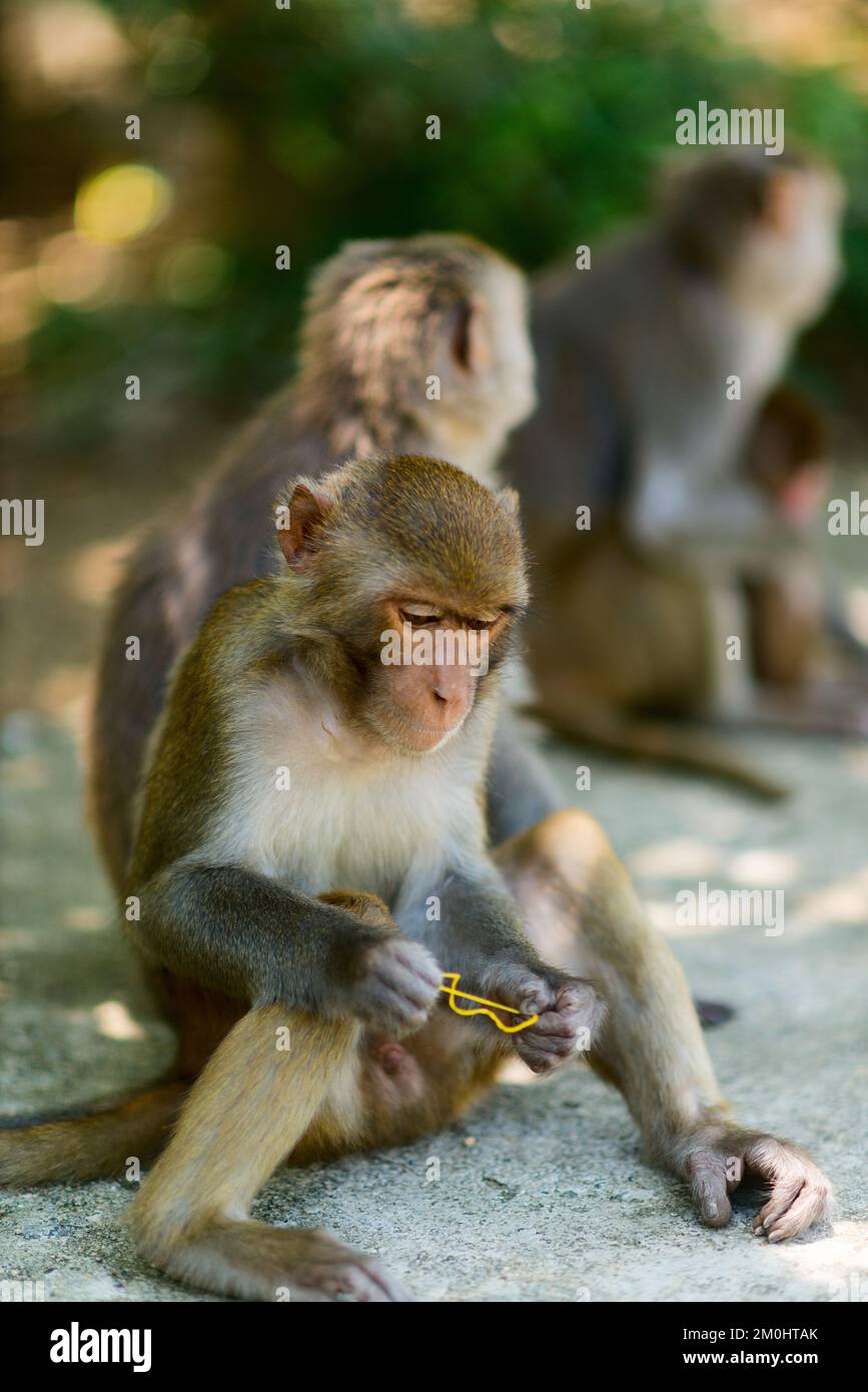 Portrait of a Baby Rhesus macaque monkey (Macaca mulatta Stock Photo ...