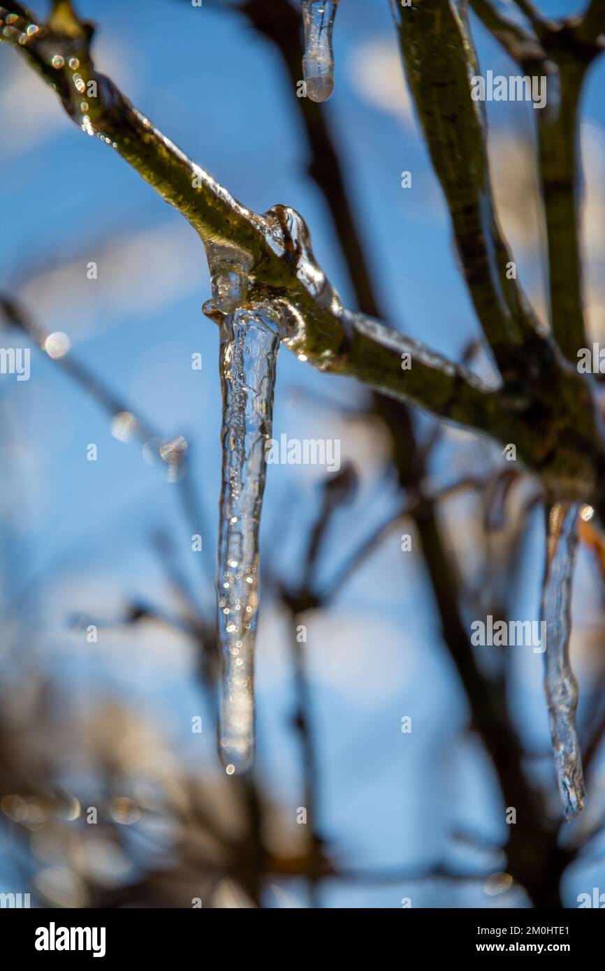 A vertical shot of an icicle hanging on the branch of a tree Stock ...