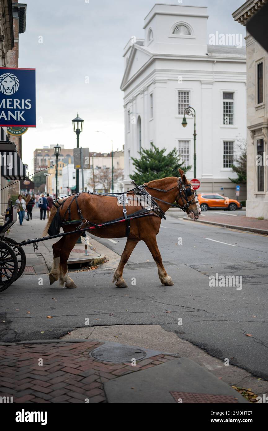 A vertical shot of a brown horse carrying a carriage in the street ...