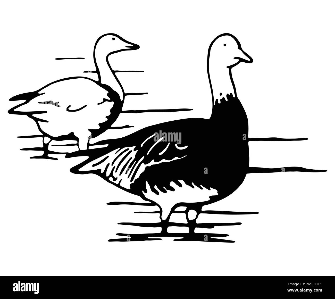 Fowl vectors Stock Vector Images - Alamy