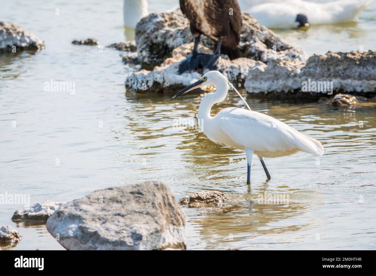The small white heron or Little egret stands in the lake. Small White ...