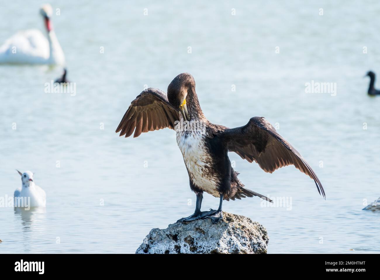 Great cormorant, Phalacrocorax carbo, sits on stone and dries its wings ...