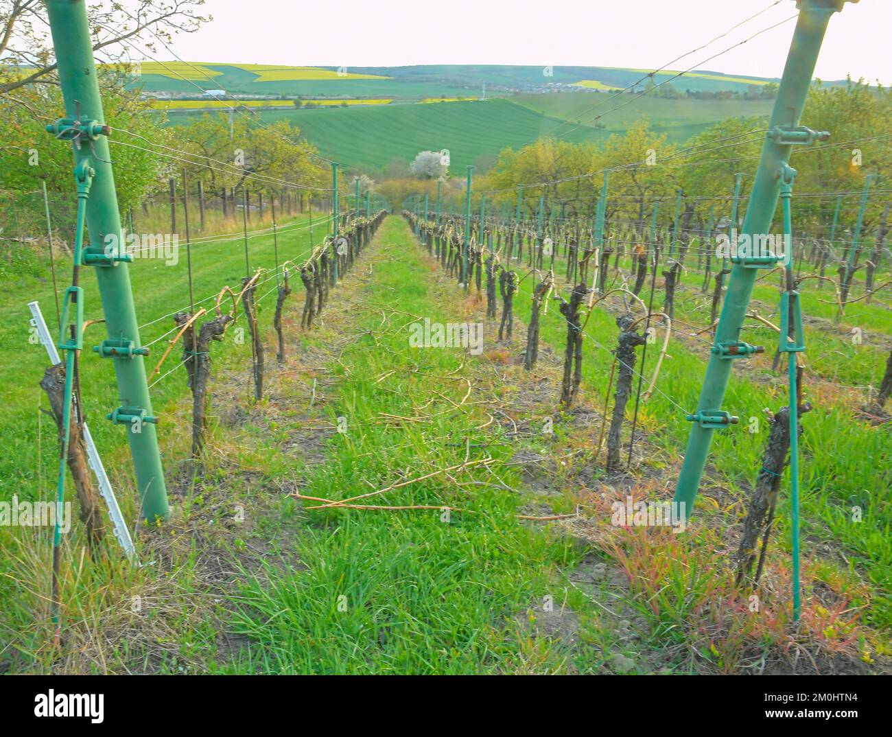 Pruned vineyard. Pruned vineyard before starting to blossom ...
