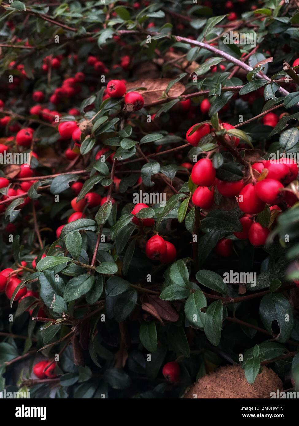 The red berries on a plant Stock Photo - Alamy