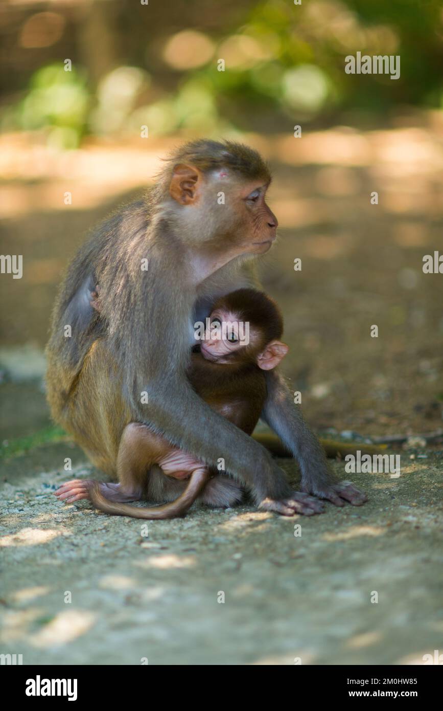 Child feeding monkey hi-res stock photography and images - Alamy