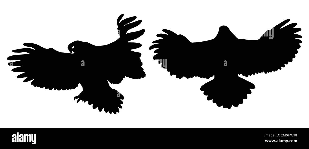 Raptor bird of prey buteo buteo buzzard common buzzard Stock Vector ...